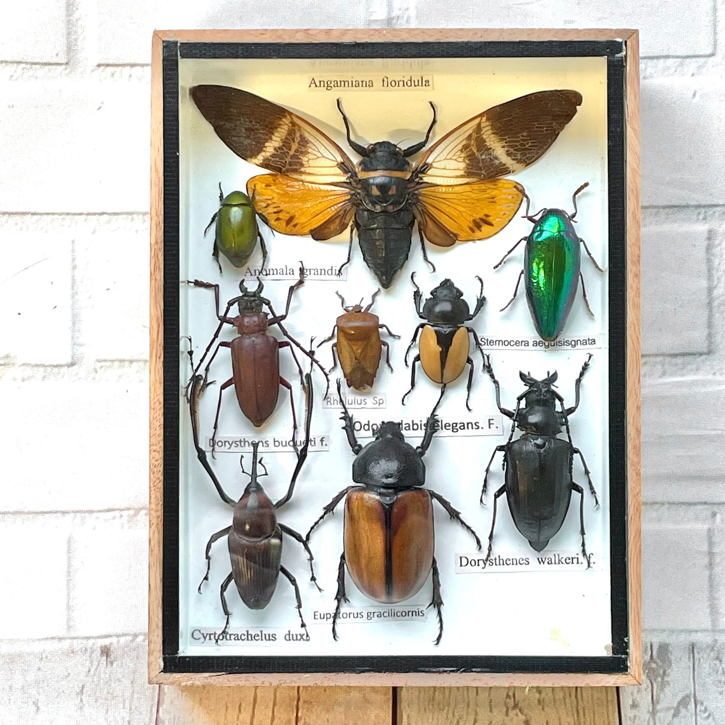 Insect Display Box Frame Display Case Bug Insect #4 – Bug Frames