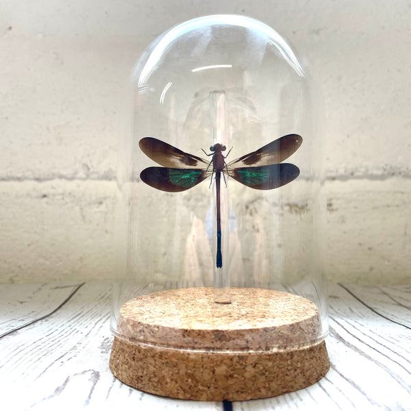 Bug Frames | Insect & Butterfly Displays | Ethically Sourced