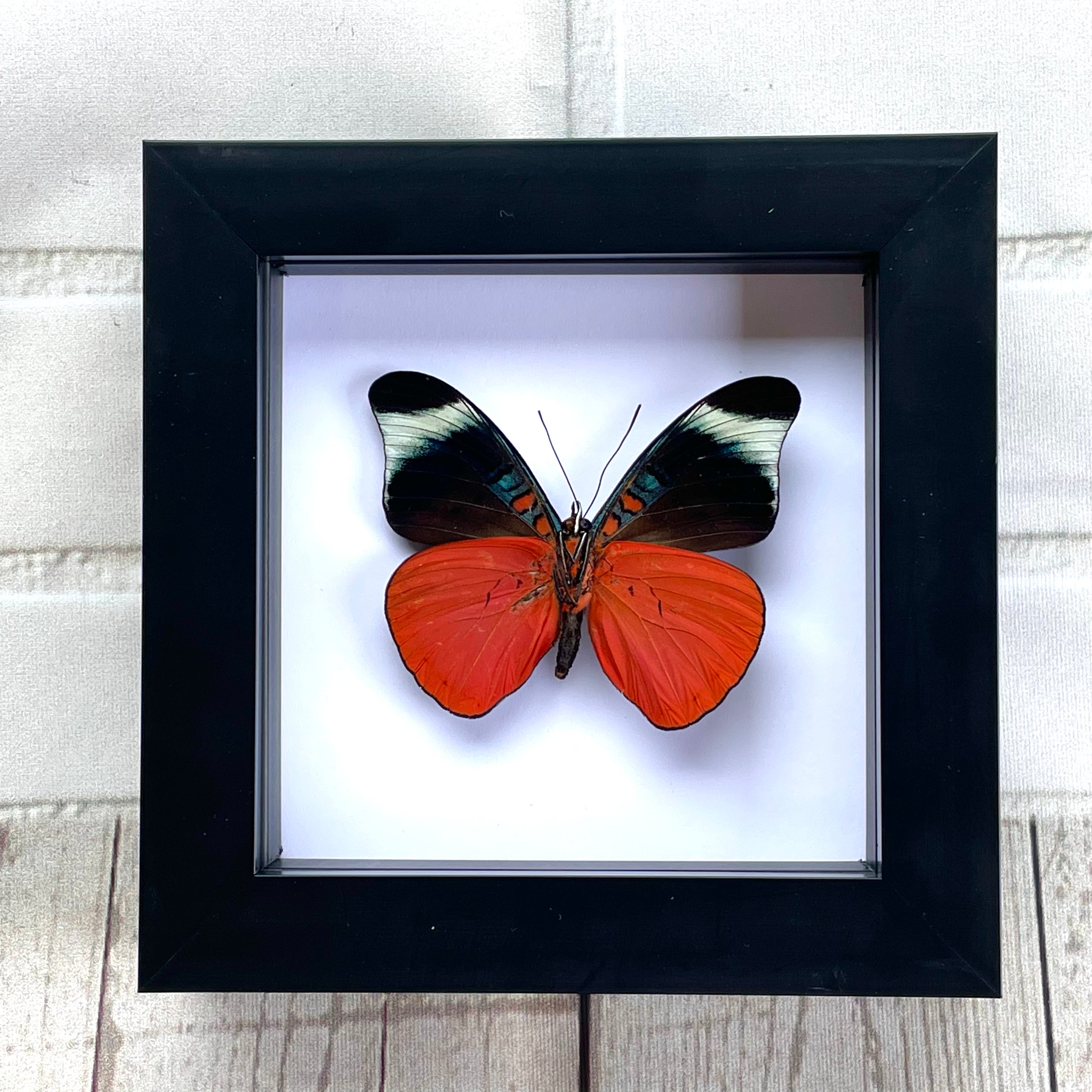 Red Flasher Butterfly (Panacea prola) Deep Shadow Box Frame Display In ...