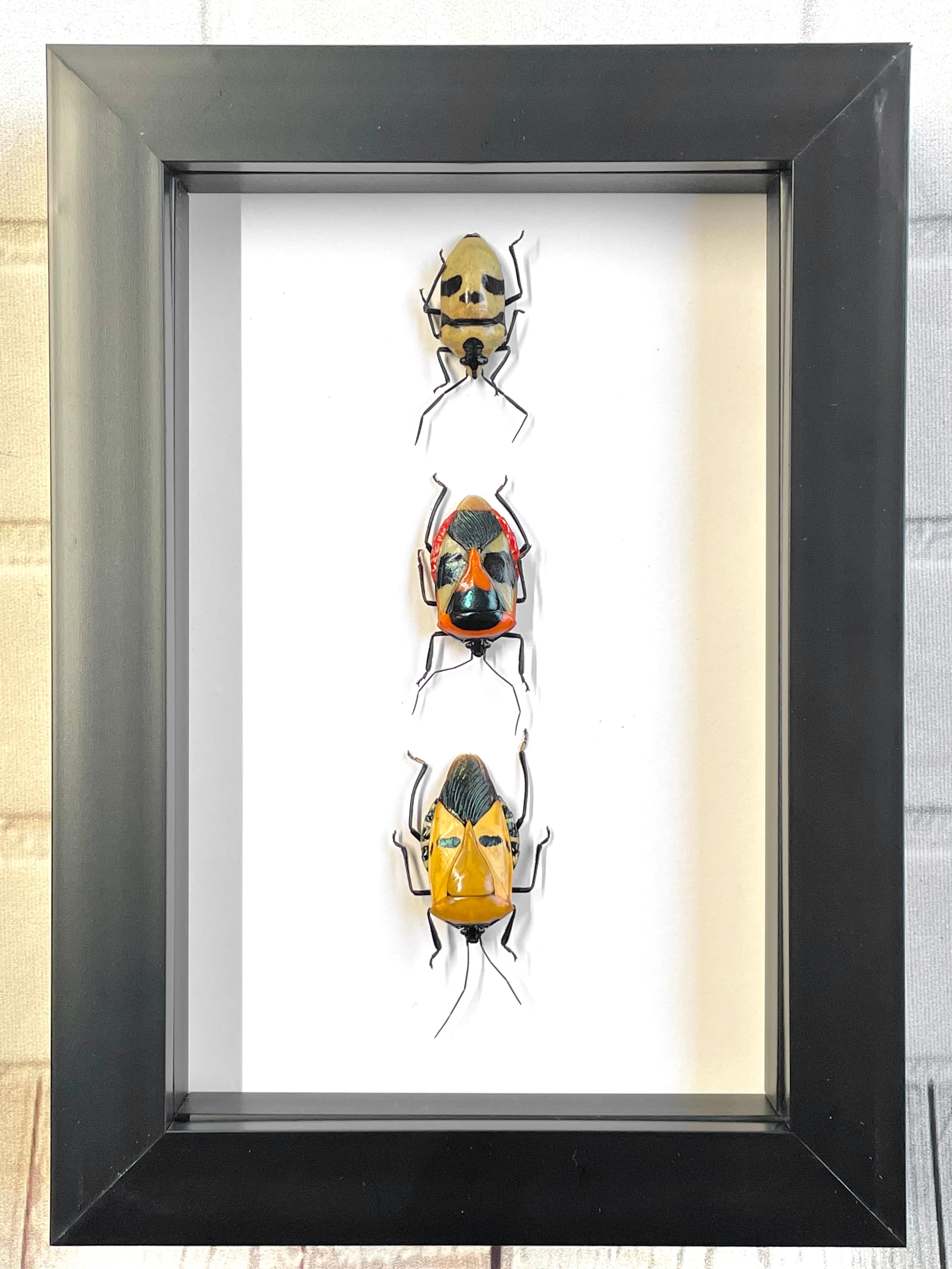 3 x Man Faced Stink Bug Collection Deep Shadow Box Frame Display Insec ...
