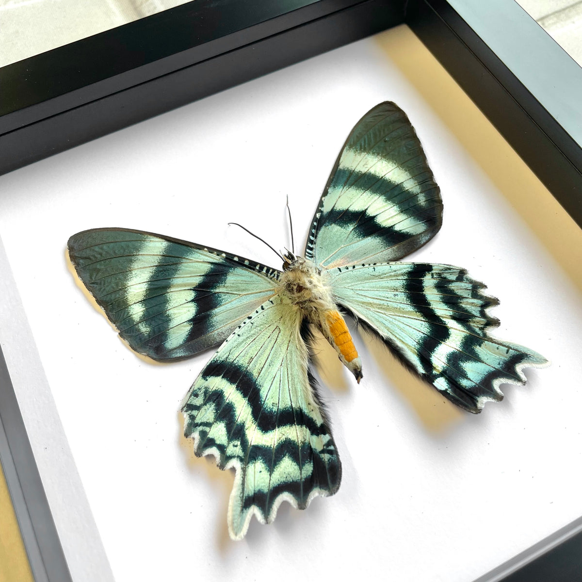Indonesian Day Flying Moth (Alcides orontes) Deep Shadow Box Frame Dis ...